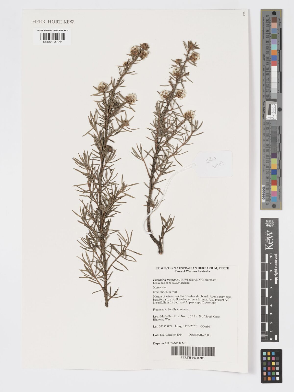 Taxandria (Benth.) J.R.Wheeler & N.G.Marchant | Plants of the World ...