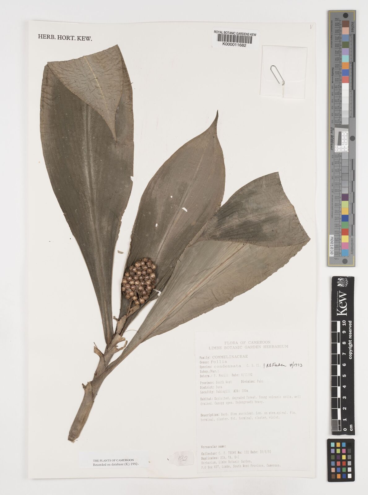 Pollia condensata C.B.Clarke | Plants of the World Online | Kew Science