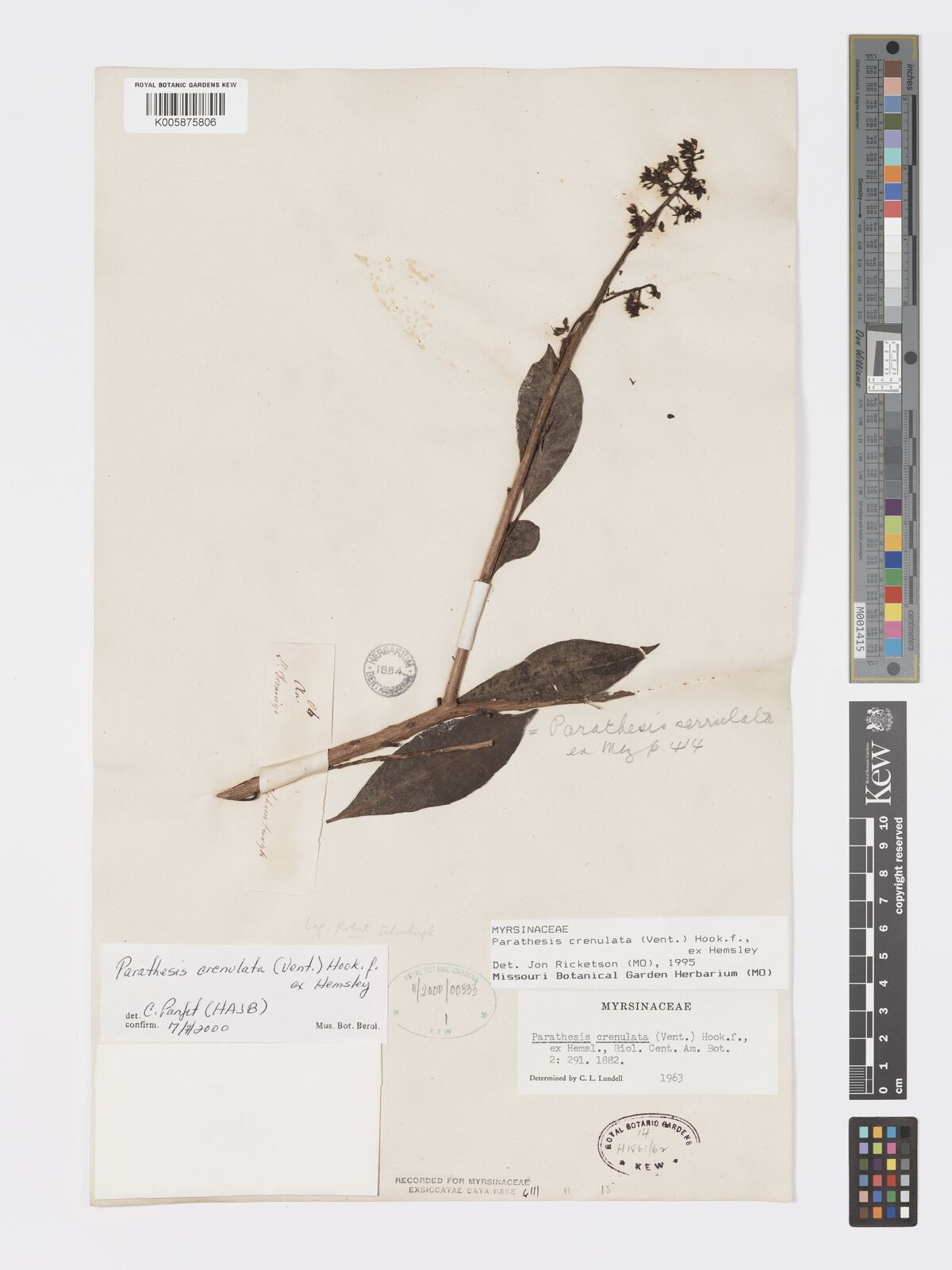Parathesis crenulata (Vent.) Hook.f. ex Hemsl. | Plants of the World ...