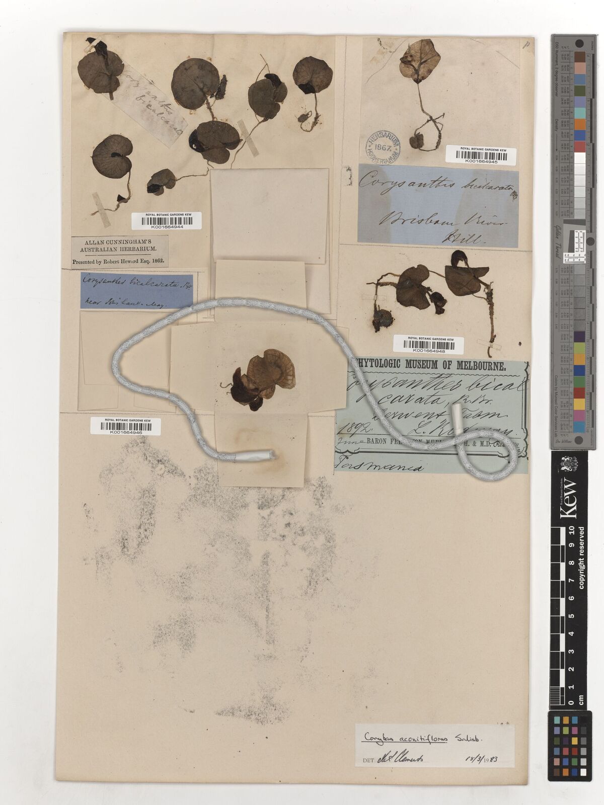 Corybas aconitiflorus Salisb. | Plants of the World Online | Kew Science