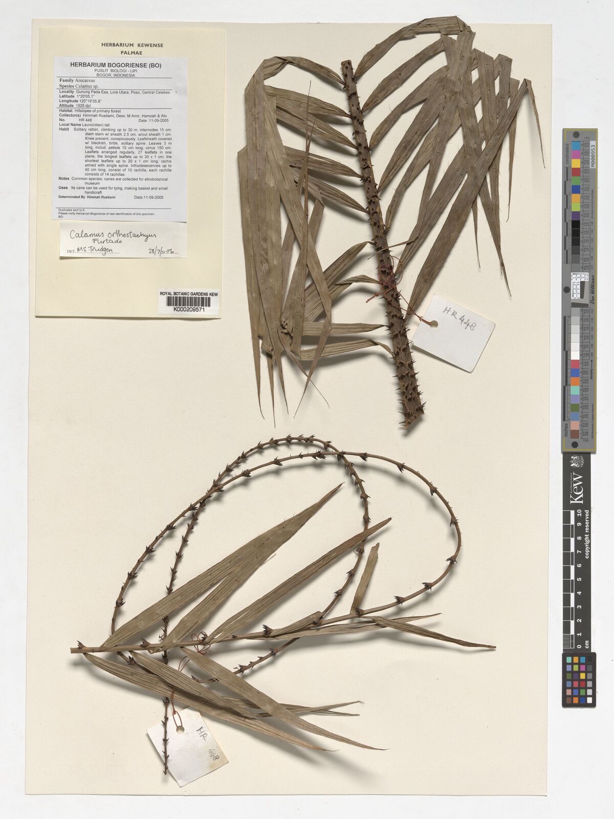 Calamus inops Becc. ex K.Heyne | Plants of the World Online | Kew Science