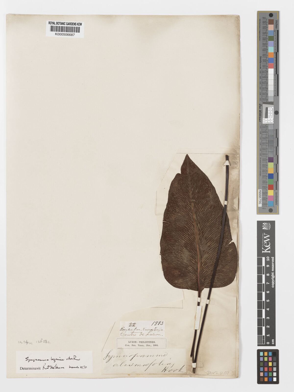 Austrogramme luzonica (Alderw.) M.Kato | Plants of the World Online ...