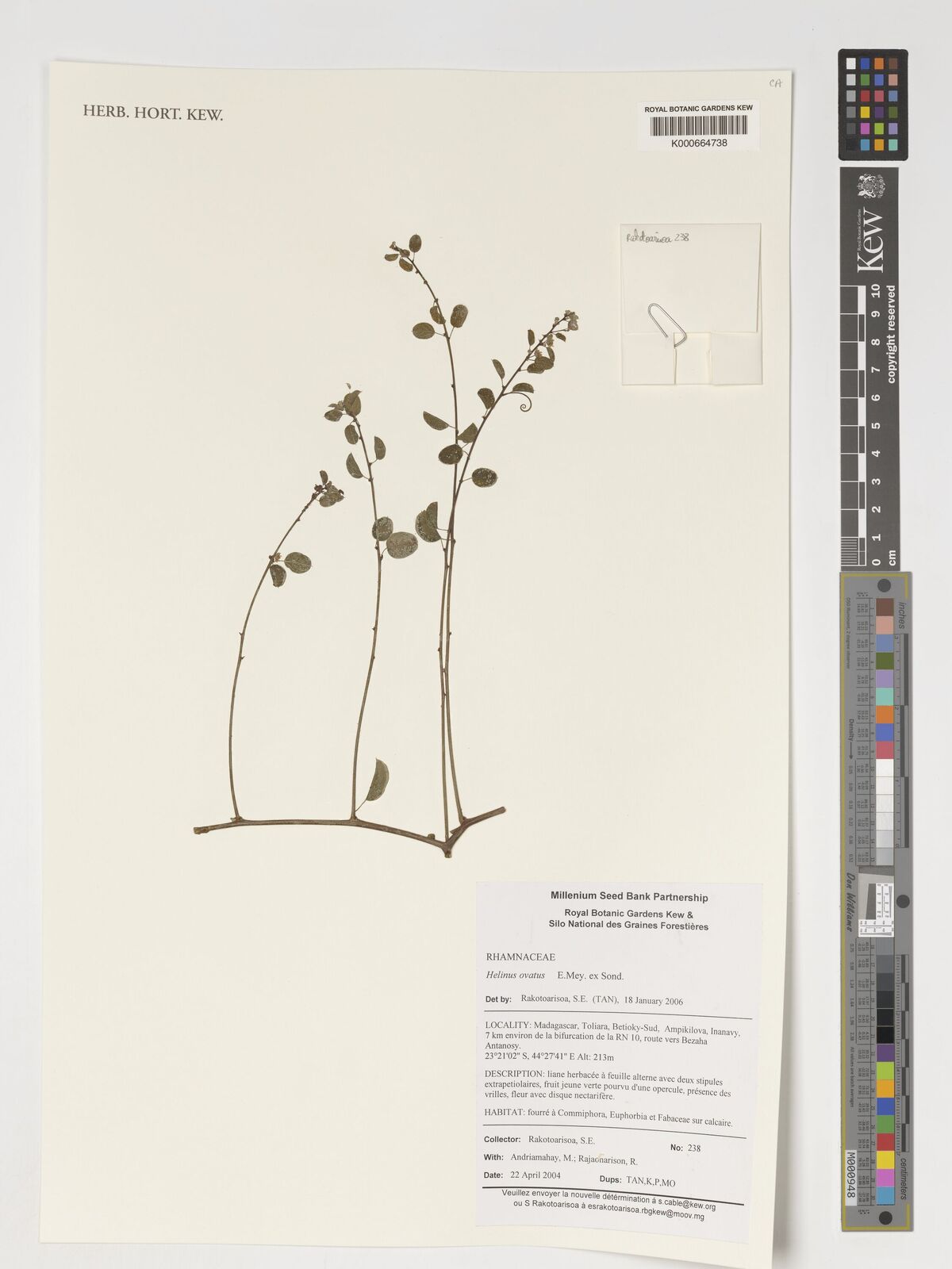 Helinus integrifolius (Lam.) Kuntze | Plants of the World Online | Kew ...