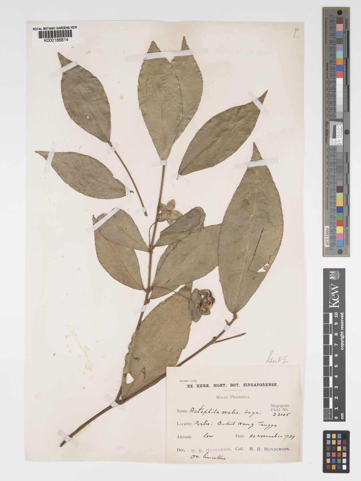Actephila Blume | Plants of the World Online | Kew Science