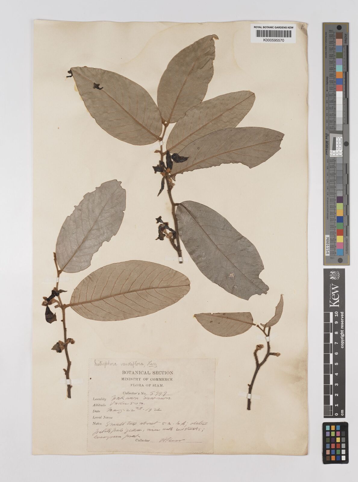 Mitrephora maingayi Hook.f. & Thomson | Plants of the World Online ...