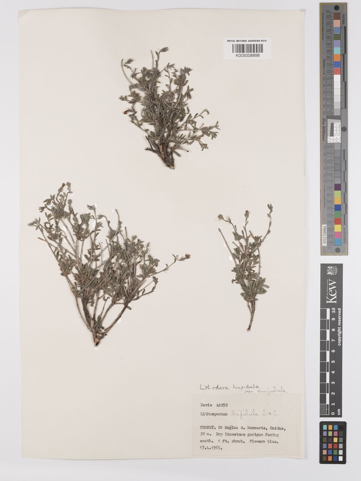 Lithodora hispidula subsp. hispidula | Plants of the World Online | Kew ...