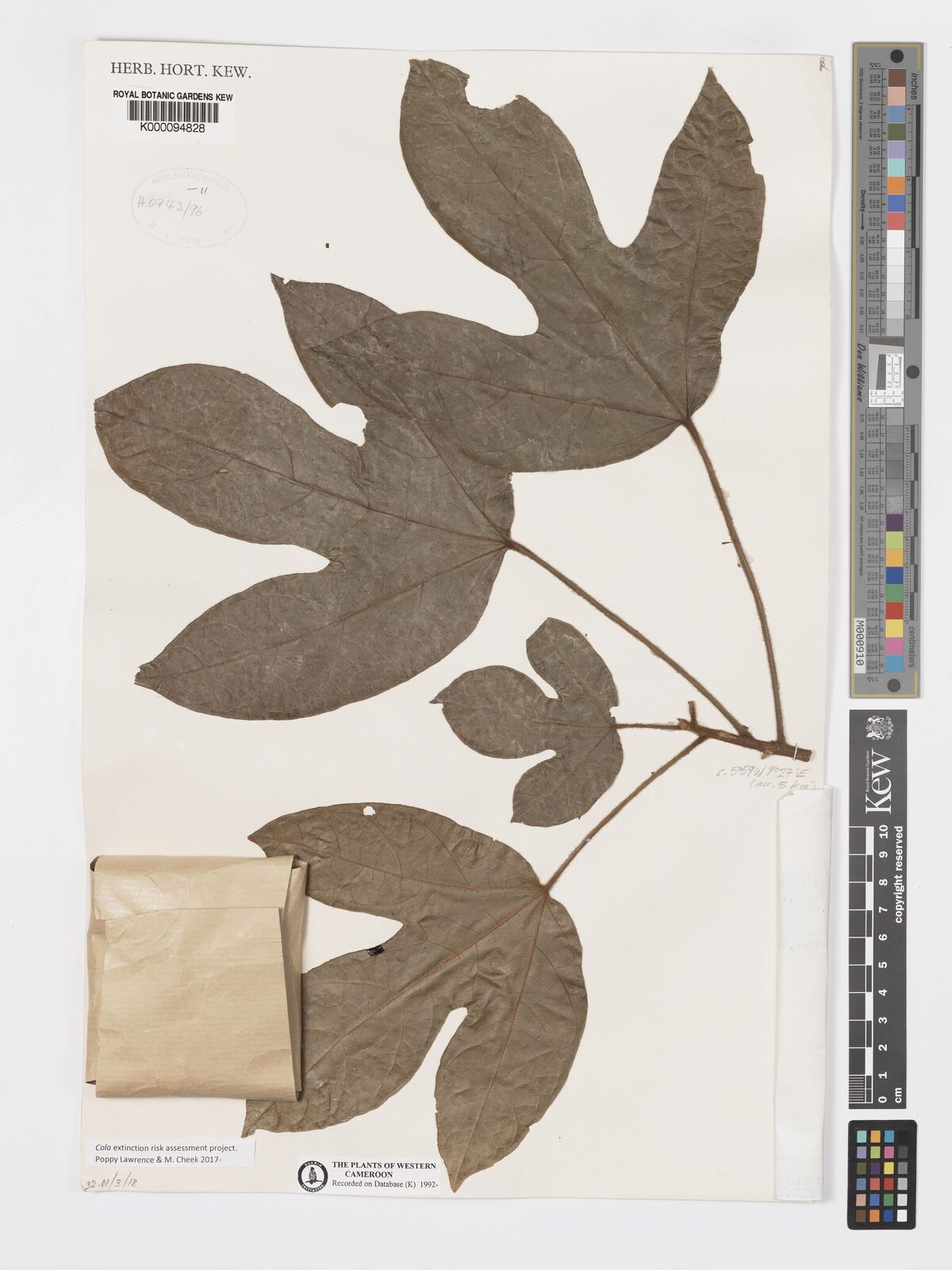 Cola hispida Brenan & Keay | Plants of the World Online | Kew Science