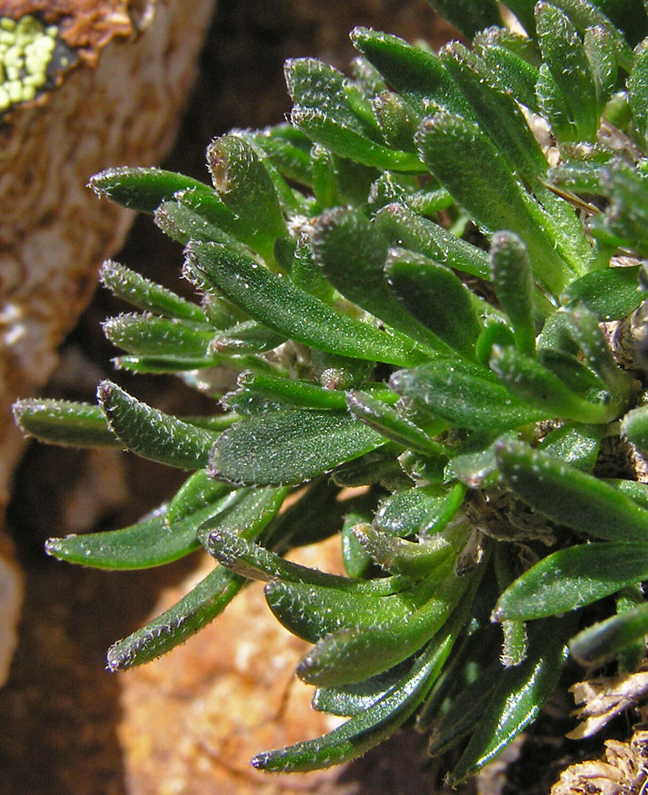 Draba streptobrachia R.A.Price | Plants of the World Online | Kew Science