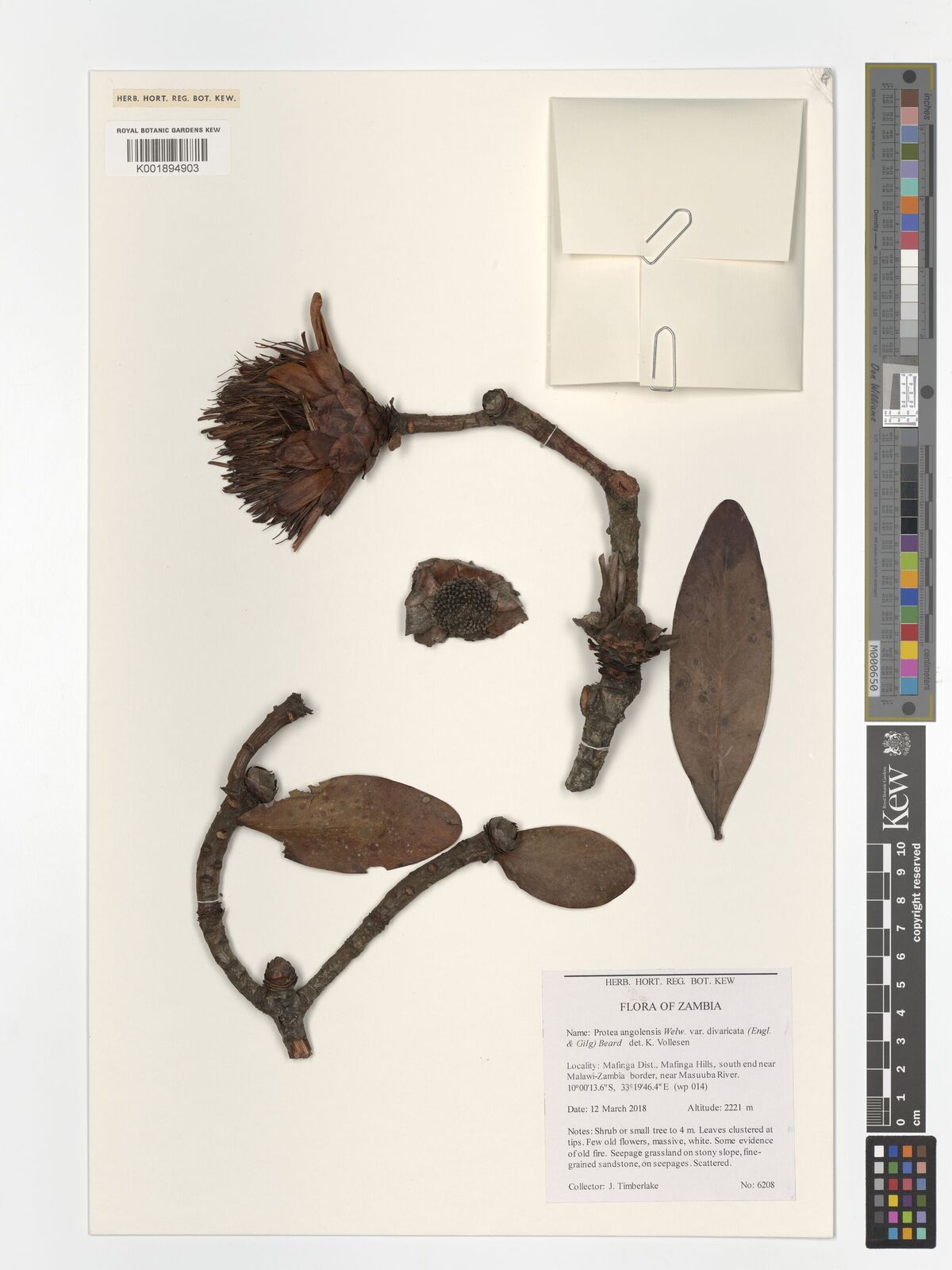 Protea angolensis var. divaricata (Engl. & Gilg) Beard | Plants of the ...