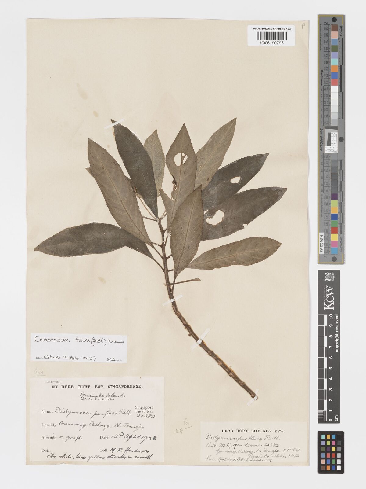 Codonoboea flava (Ridl.) Kiew | Plants of the World Online | Kew Science