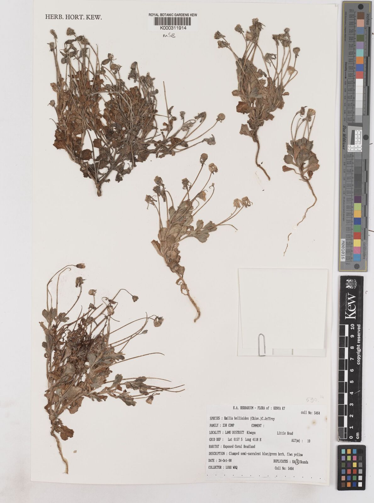 Emilia bellioides (Chiov.) C.Jeffrey | Plants of the World Online | Kew ...