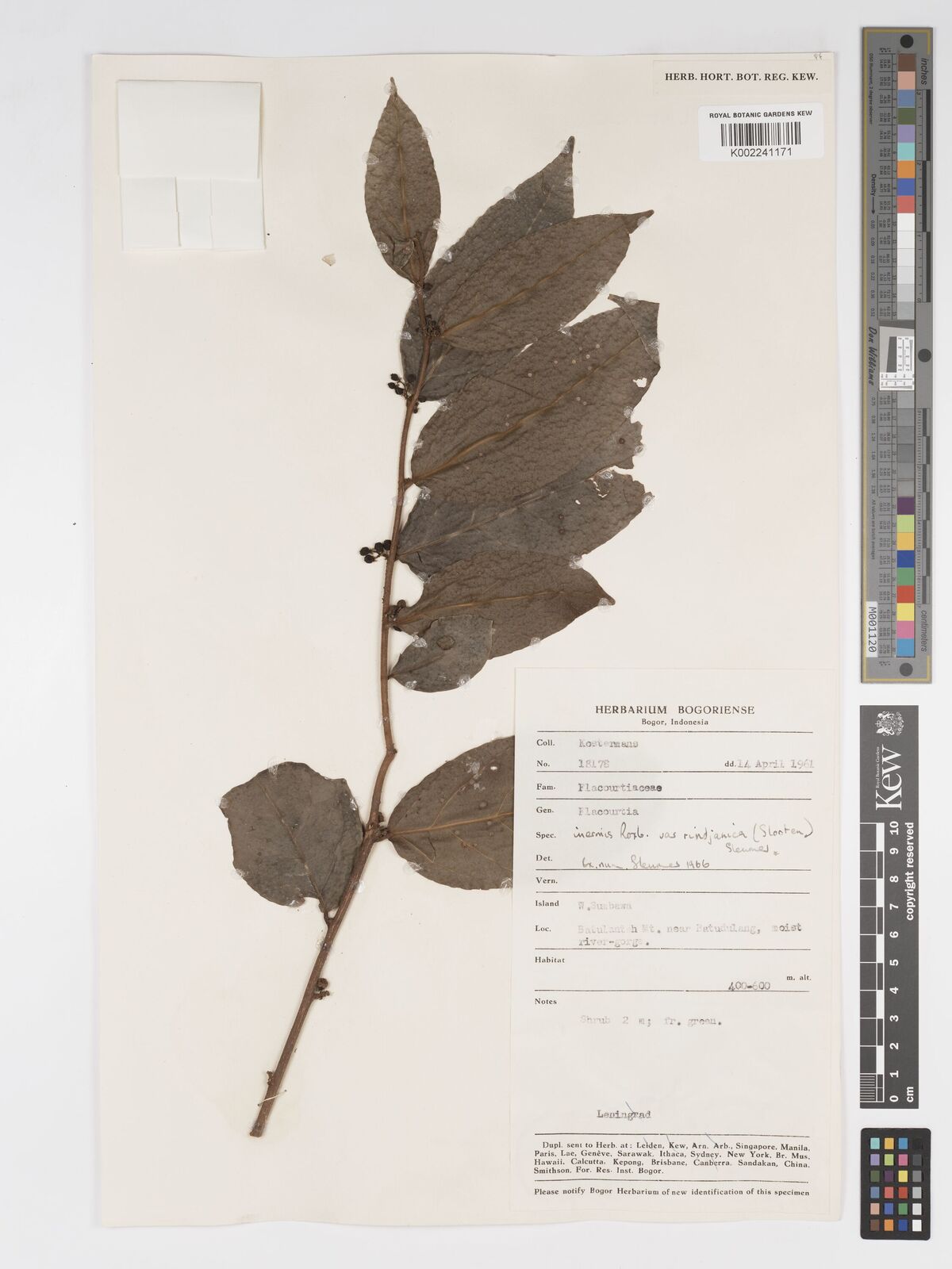 Flacourtia inermis var. rindjanica (Slooten) Sleumer | Plants of the ...