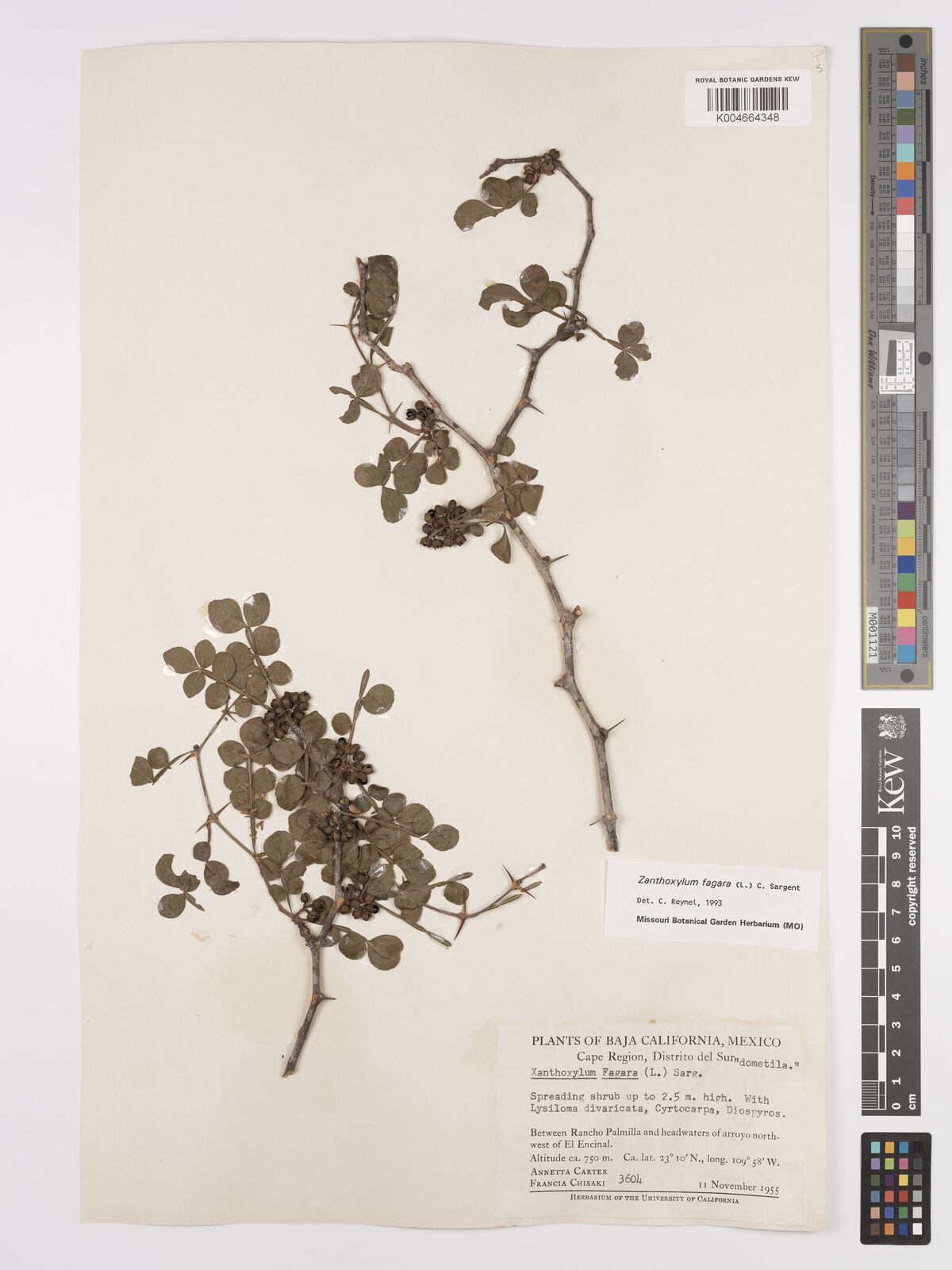 Zanthoxylum acuminatum subsp. acuminatum | Plants of the World Online ...