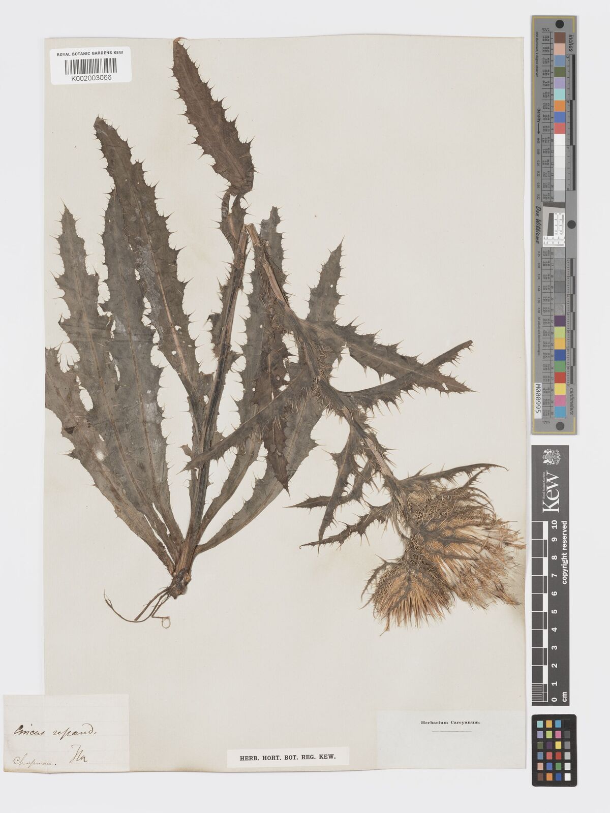 Cirsium repandum Michx. | Plants of the World Online | Kew Science