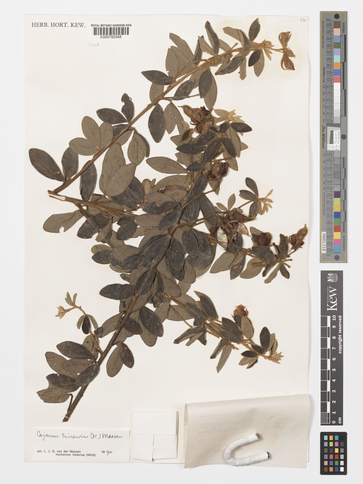 Cajanus trinervius (DC.) Maesen | Plants of the World Online | Kew Science