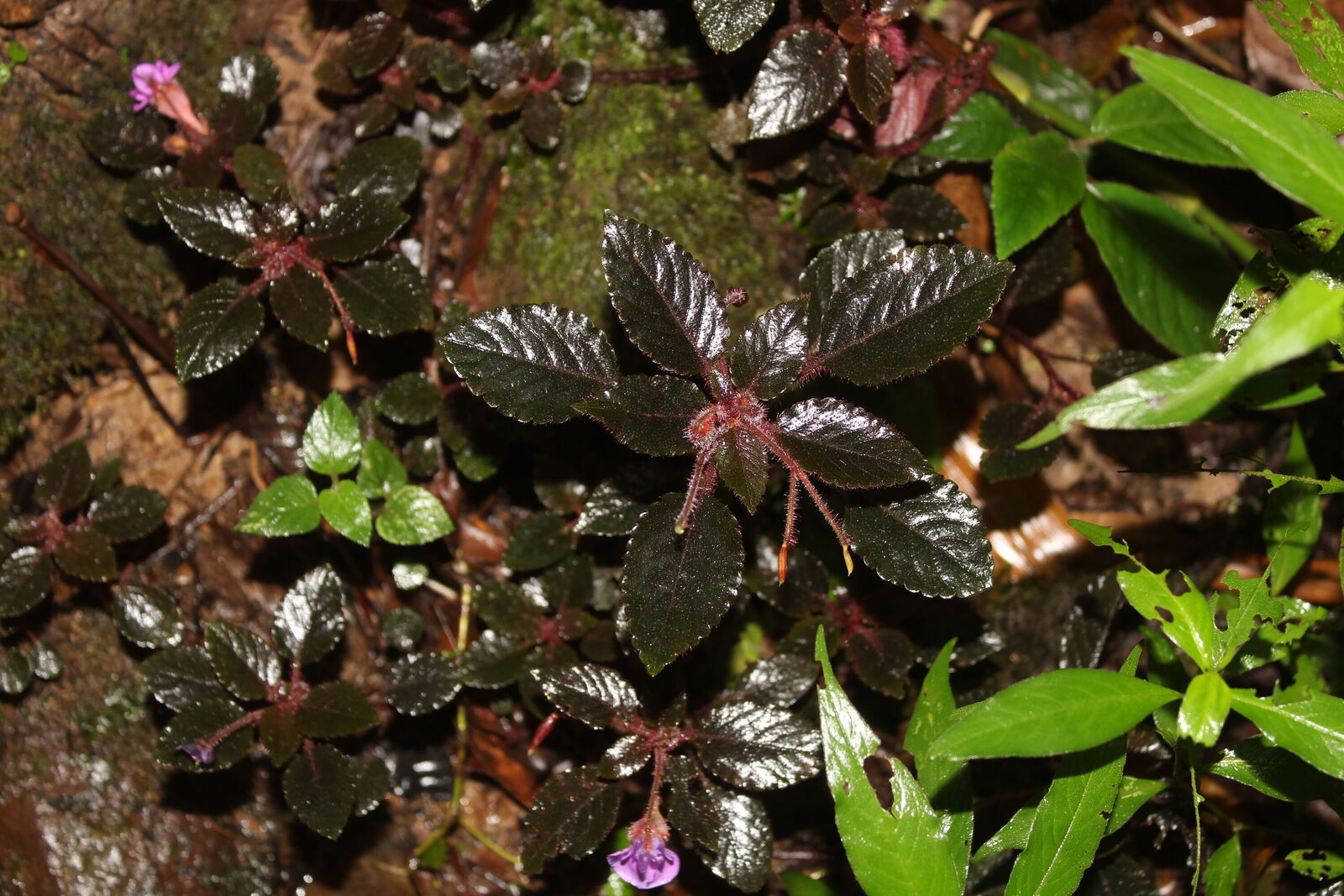 Impatiens porrecta Wall. ex Hook.f. & Thomson | Plants of the World ...