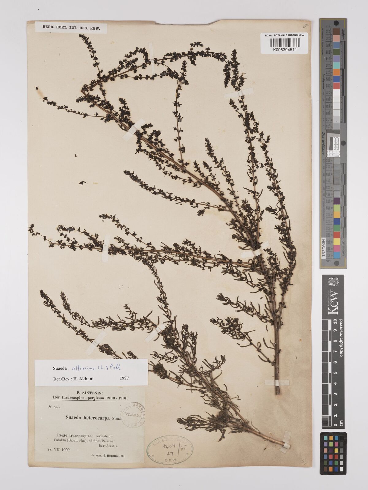 Suaeda altissima (L.) Pall. | Plants of the World Online | Kew Science