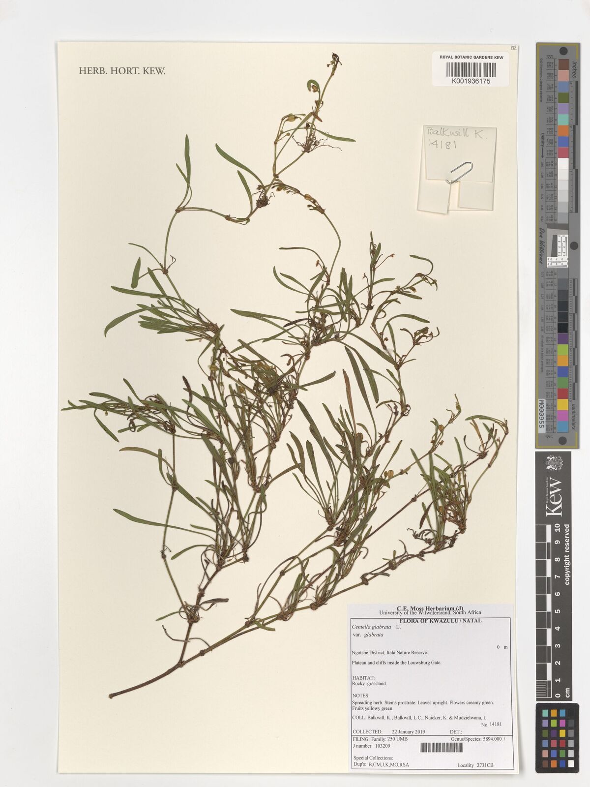 Centella glabrata var. glabrata | Plants of the World Online | Kew Science