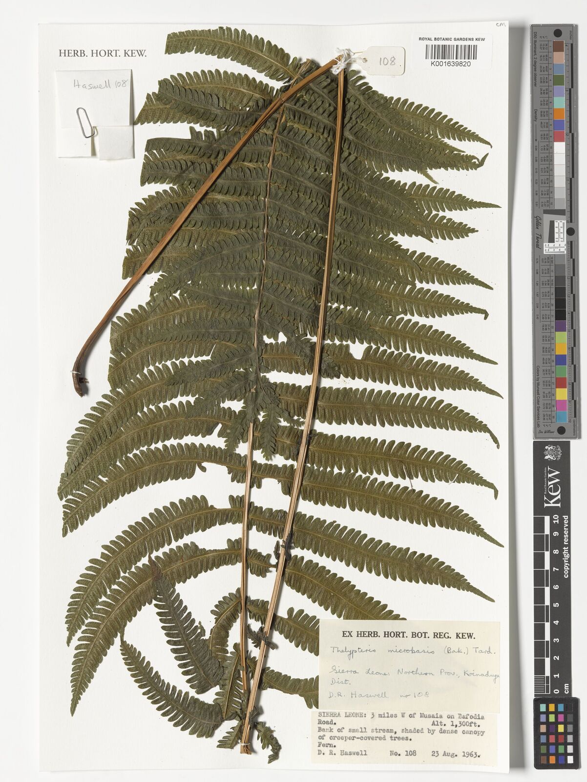 Thelypteris microbasis (Baker) Tardieu | Plants of the World Online ...