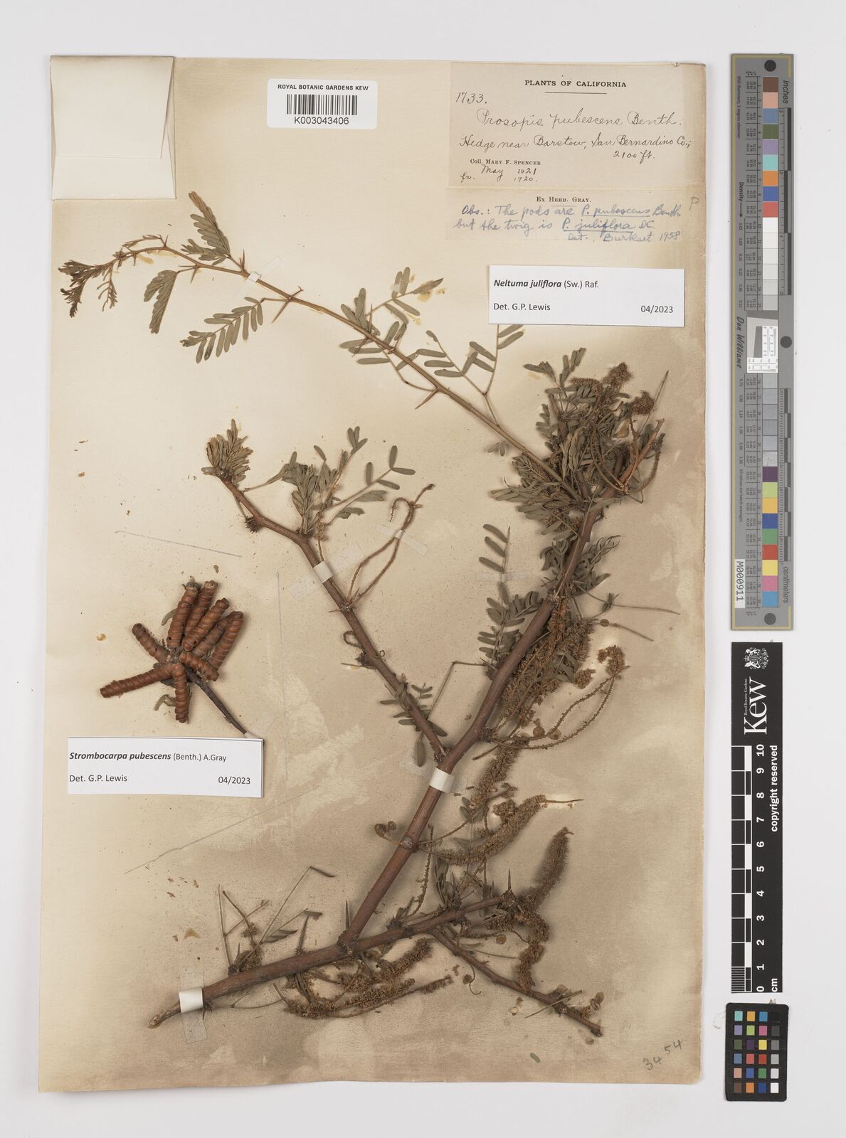 Neltuma juliflora (Sw.) Raf. | Plants of the World Online | Kew Science