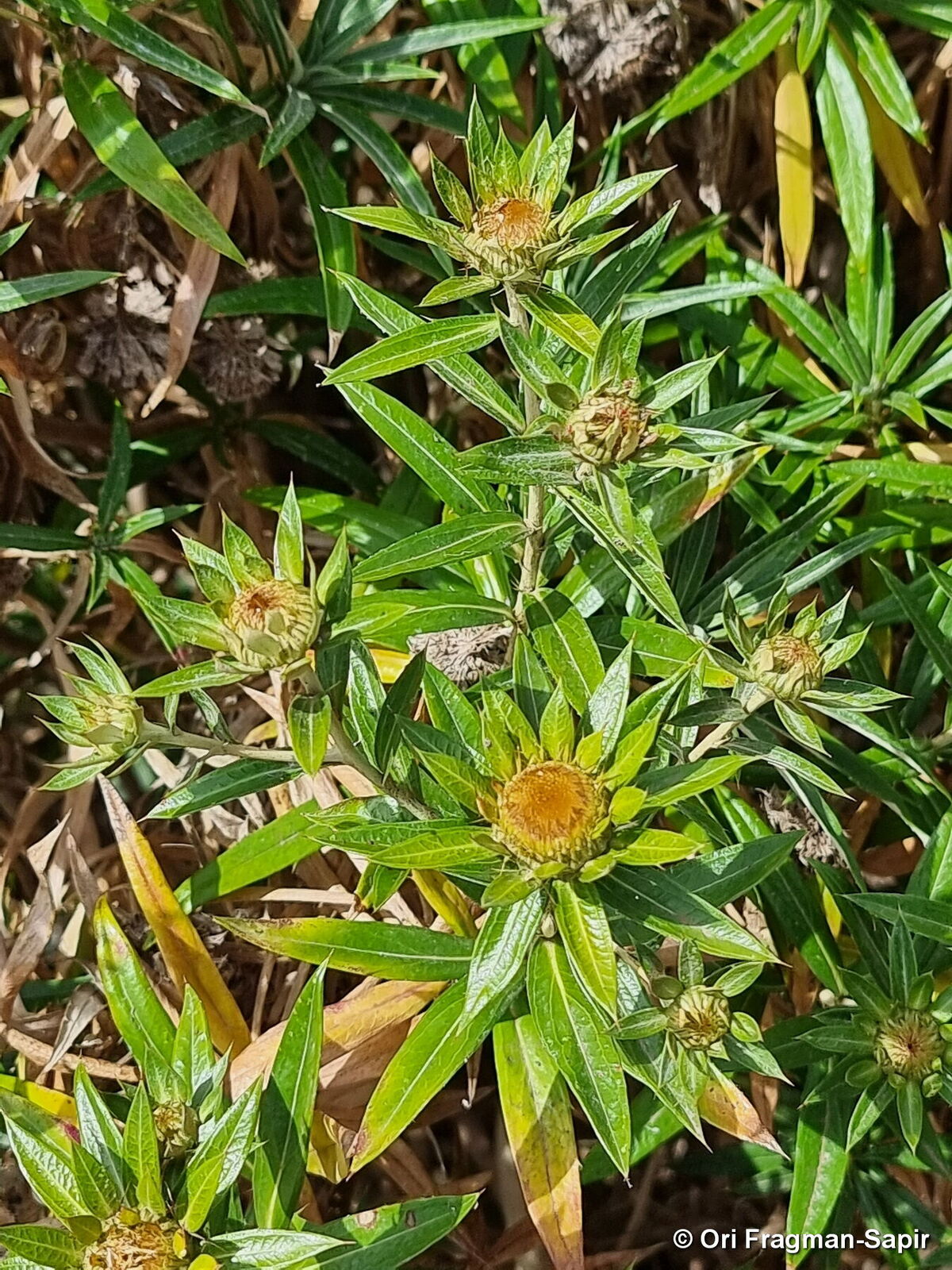 Carlina salicifolia (L.f.) Cav. | Plants of the World Online | Kew Science