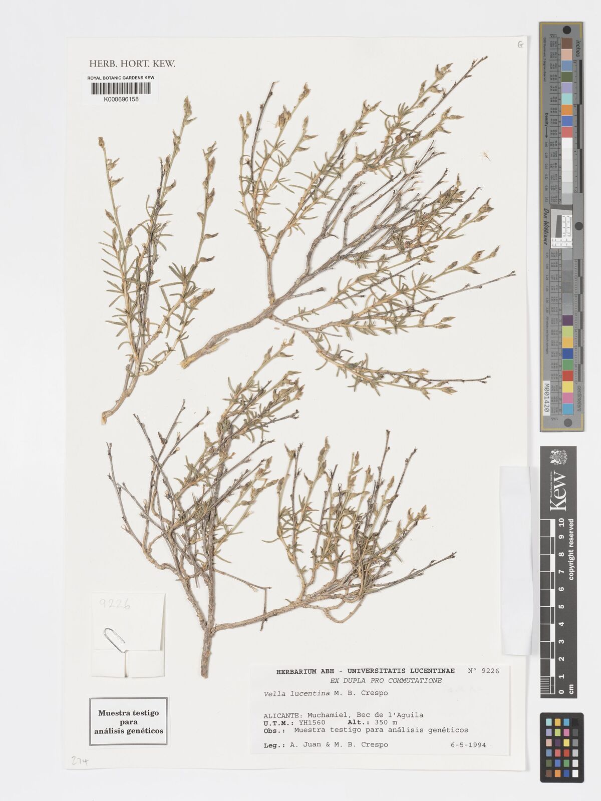 Vella lucentina M.B.Crespo | Plants of the World Online | Kew Science