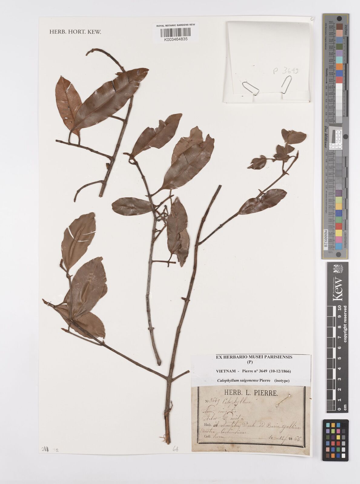 Calophyllum calaba var. bracteatum (Wight) P.F.Stevens | Plants of the ...