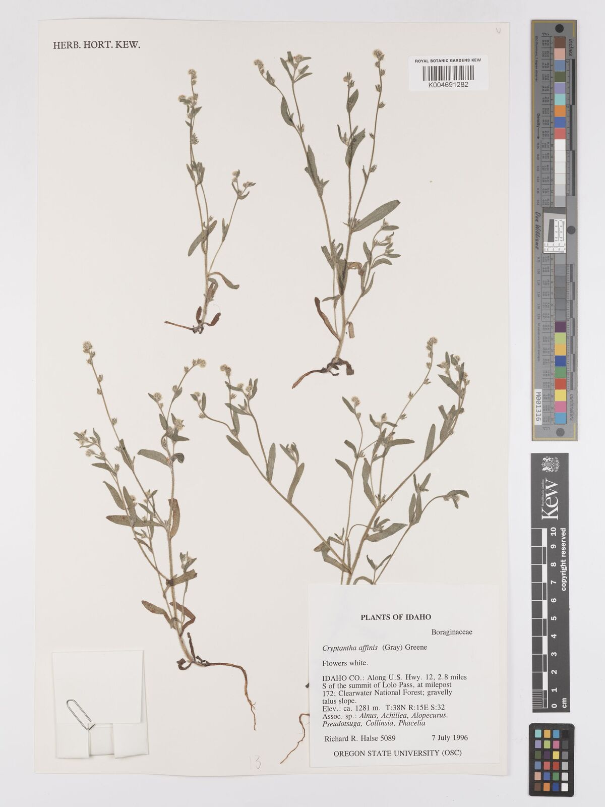 Cryptantha affinis (A.Gray) Greene | Plants of the World Online | Kew ...