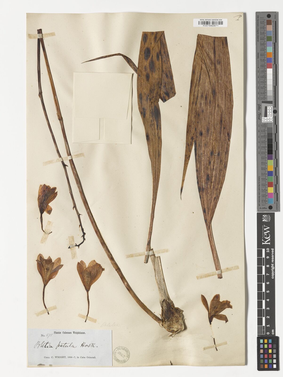 Bletia patula Hook. | Plants of the World Online | Kew Science