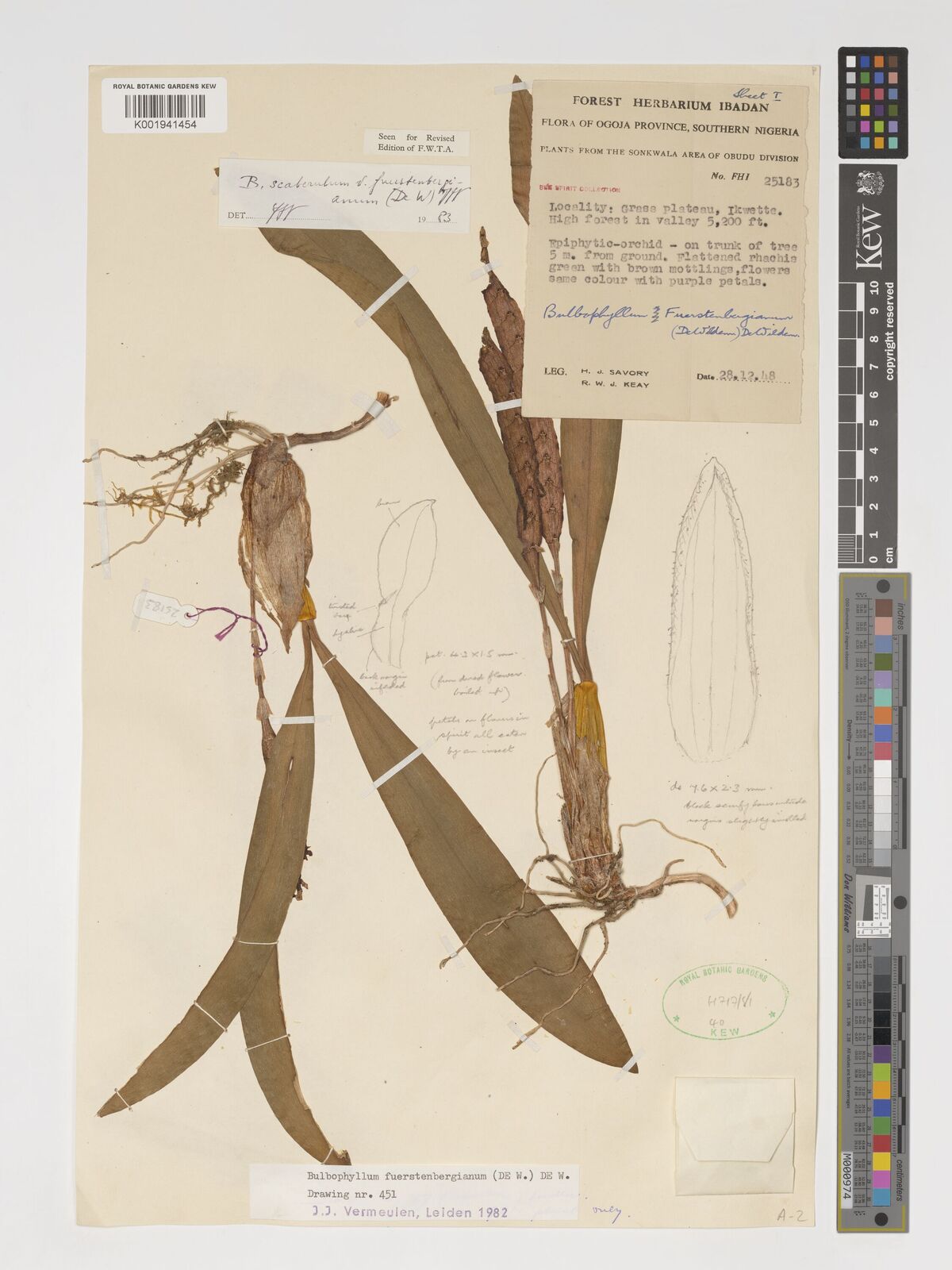 Bulbophyllum scaberulum var. fuerstenbergianum (De Wild.) J.J.Verm ...