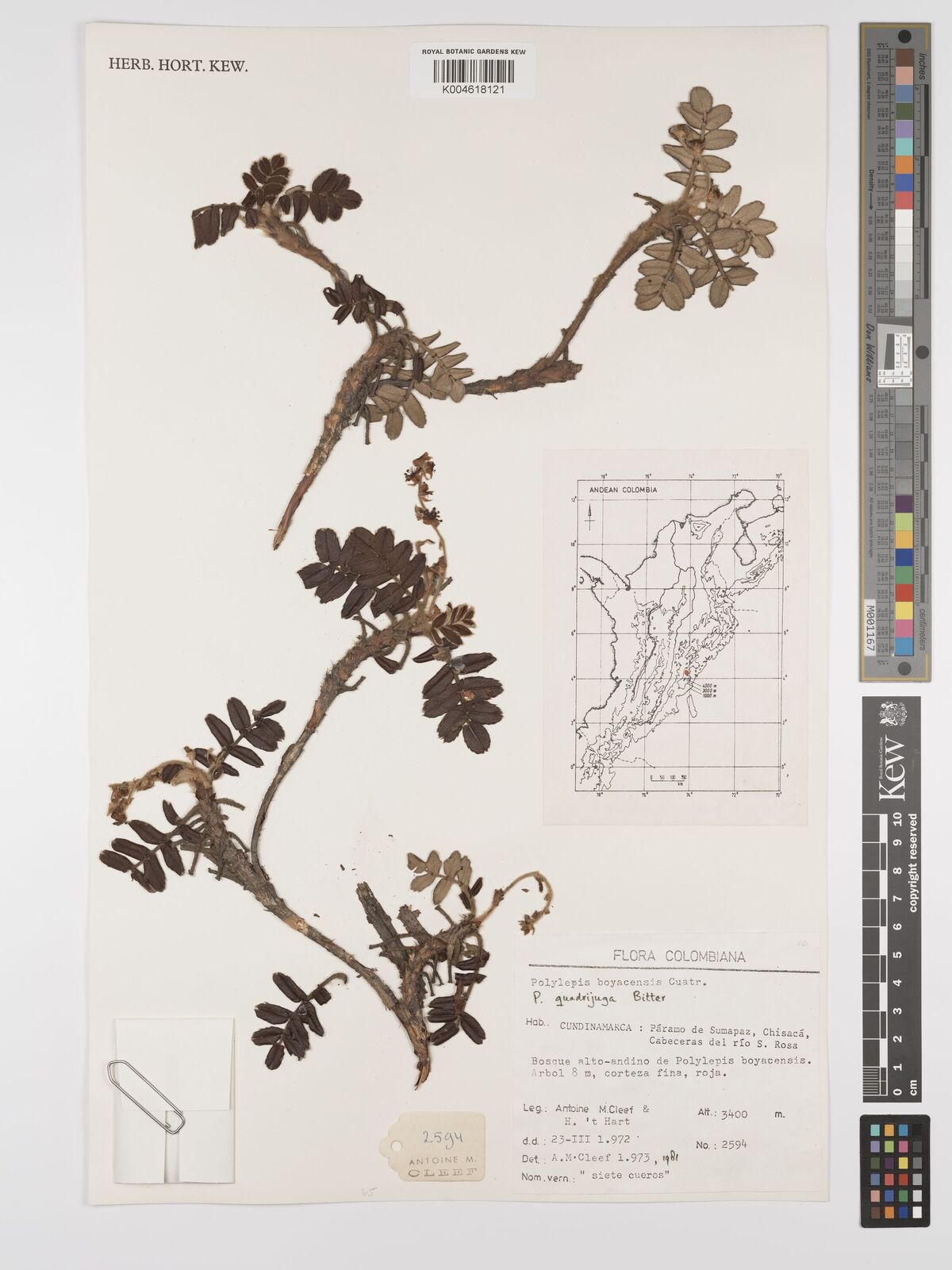 Polylepis quadrijuga Bitter | Plants of the World Online | Kew Science