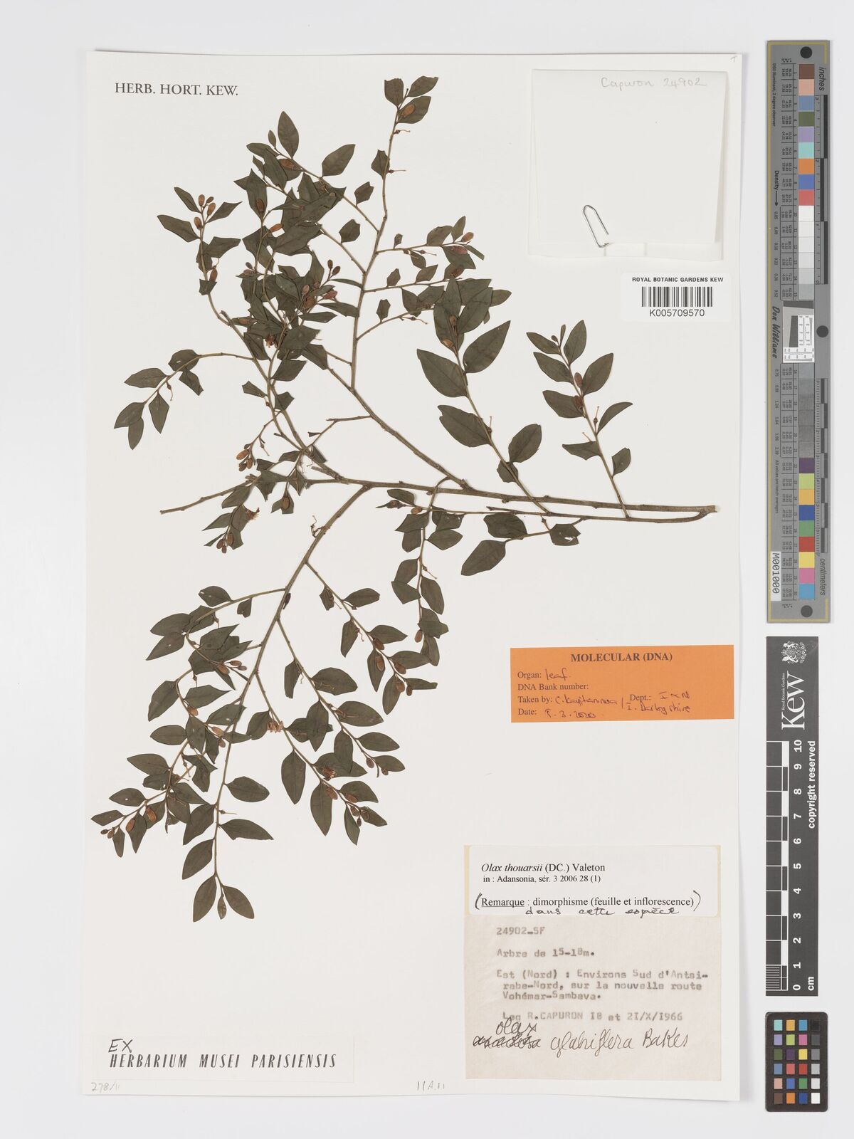 Olax thouarsii (DC.) Valeton | Plants of the World Online | Kew Science