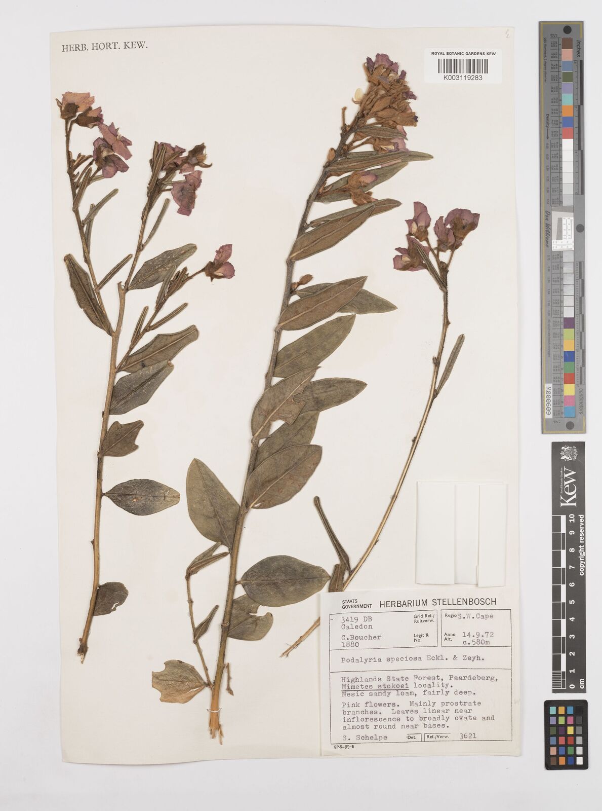 Podalyria oleifolia Salisb. | Plants of the World Online | Kew Science