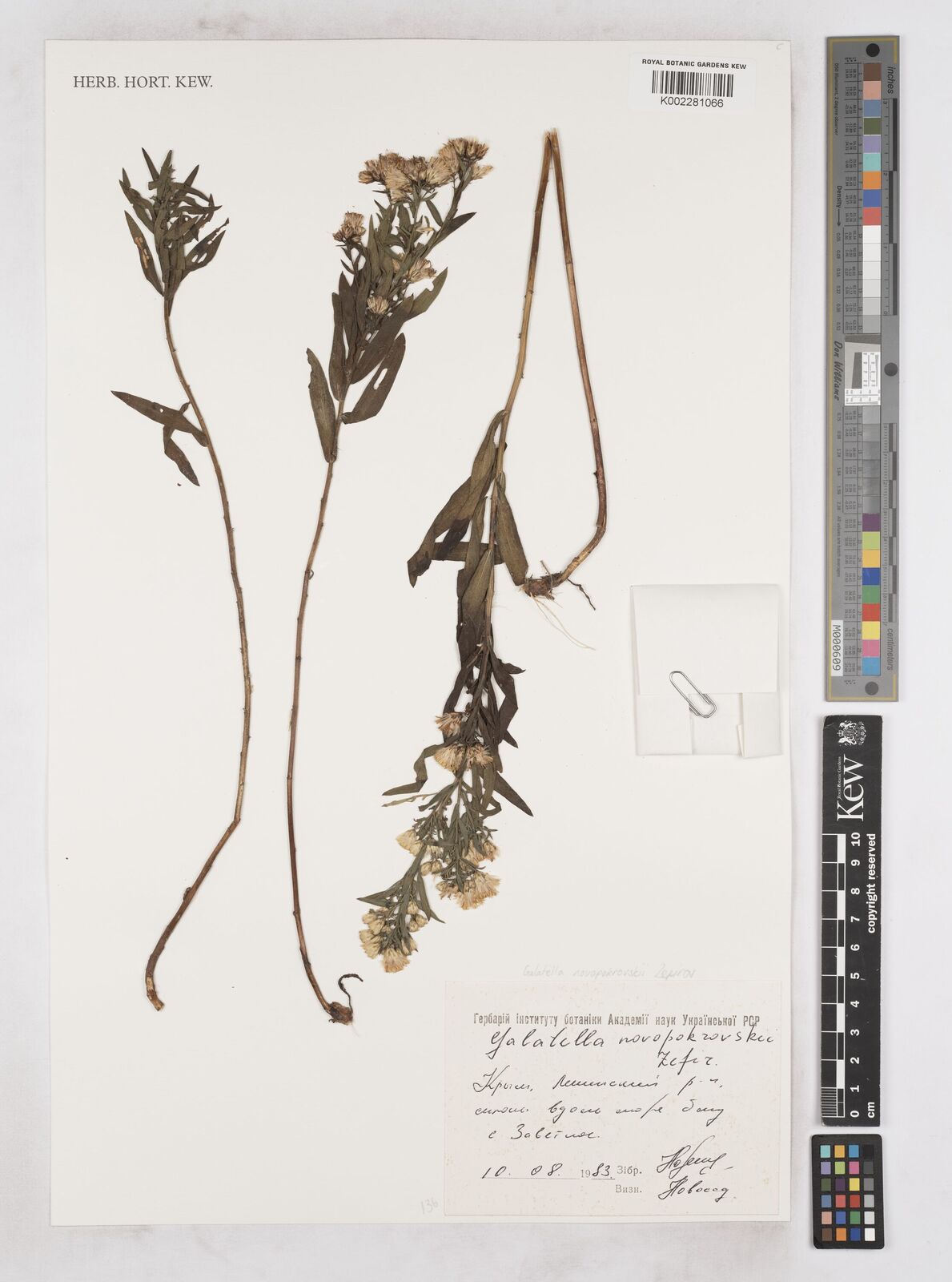 Aster alpinus subsp. alpinus | Plants of the World Online | Kew Science