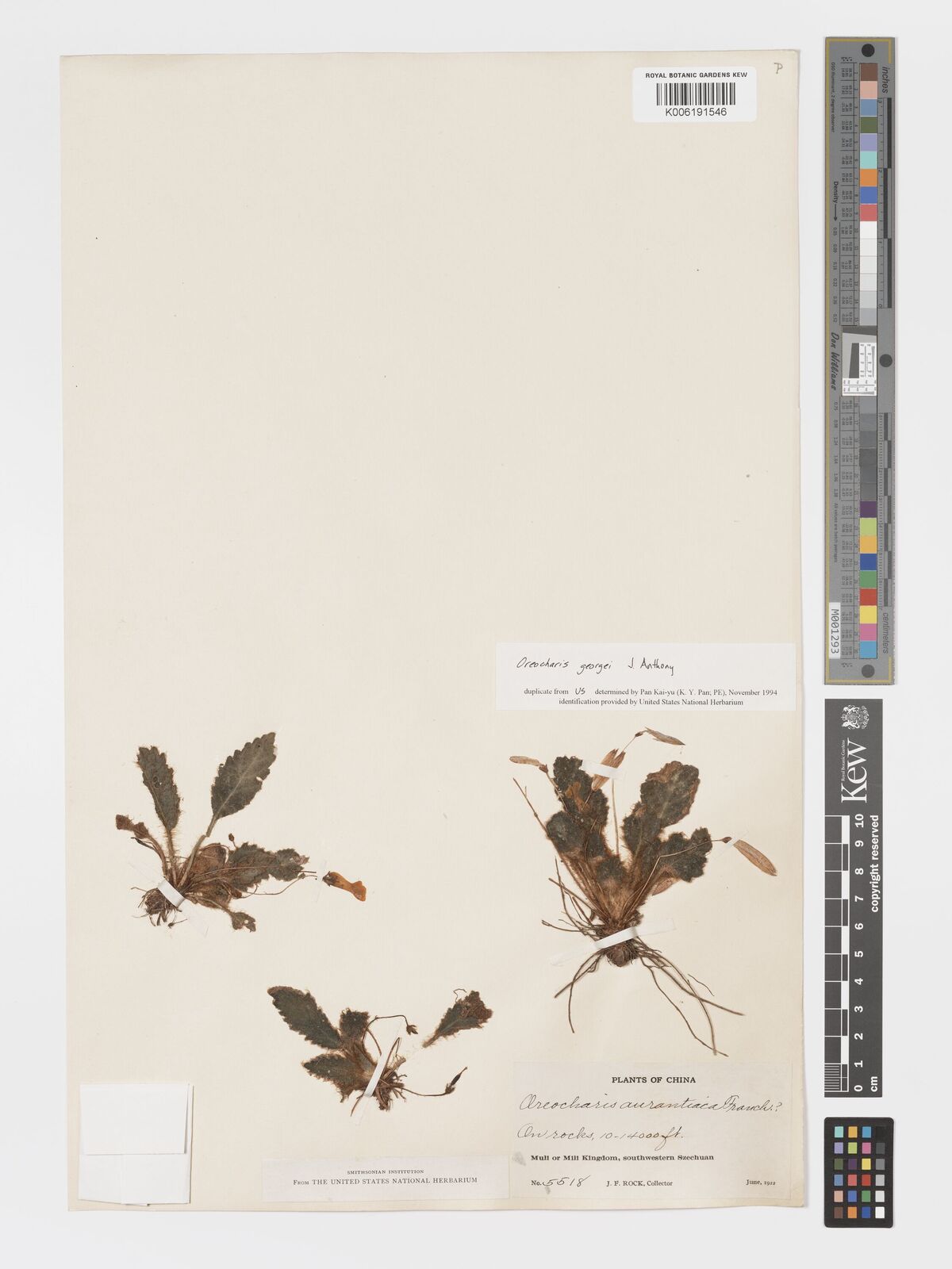 Oreocharis georgei J.Anthony | Plants of the World Online | Kew Science