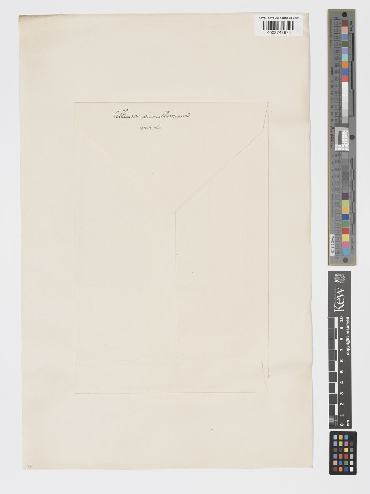 Allium simillimum L.F.Hend. | Plants of the World Online | Kew Science