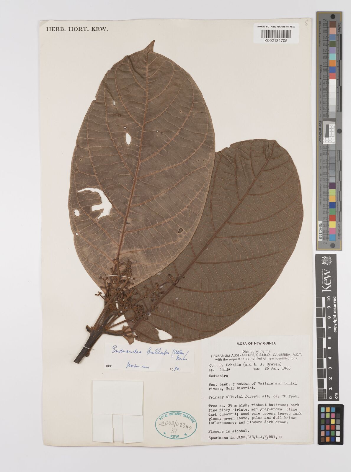 Endiandra R.Br. | Plants of the World Online | Kew Science