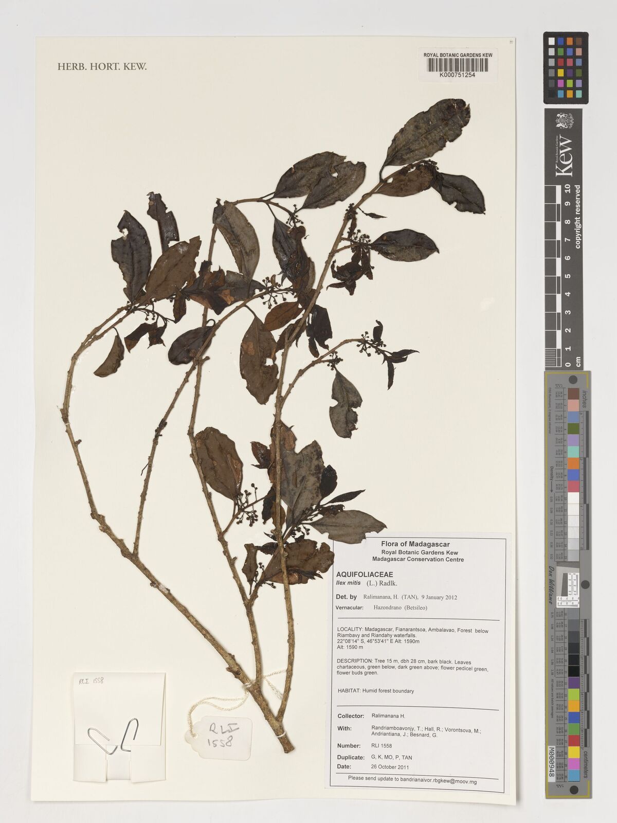 Ilex mitis var. mitis | Plants of the World Online | Kew Science