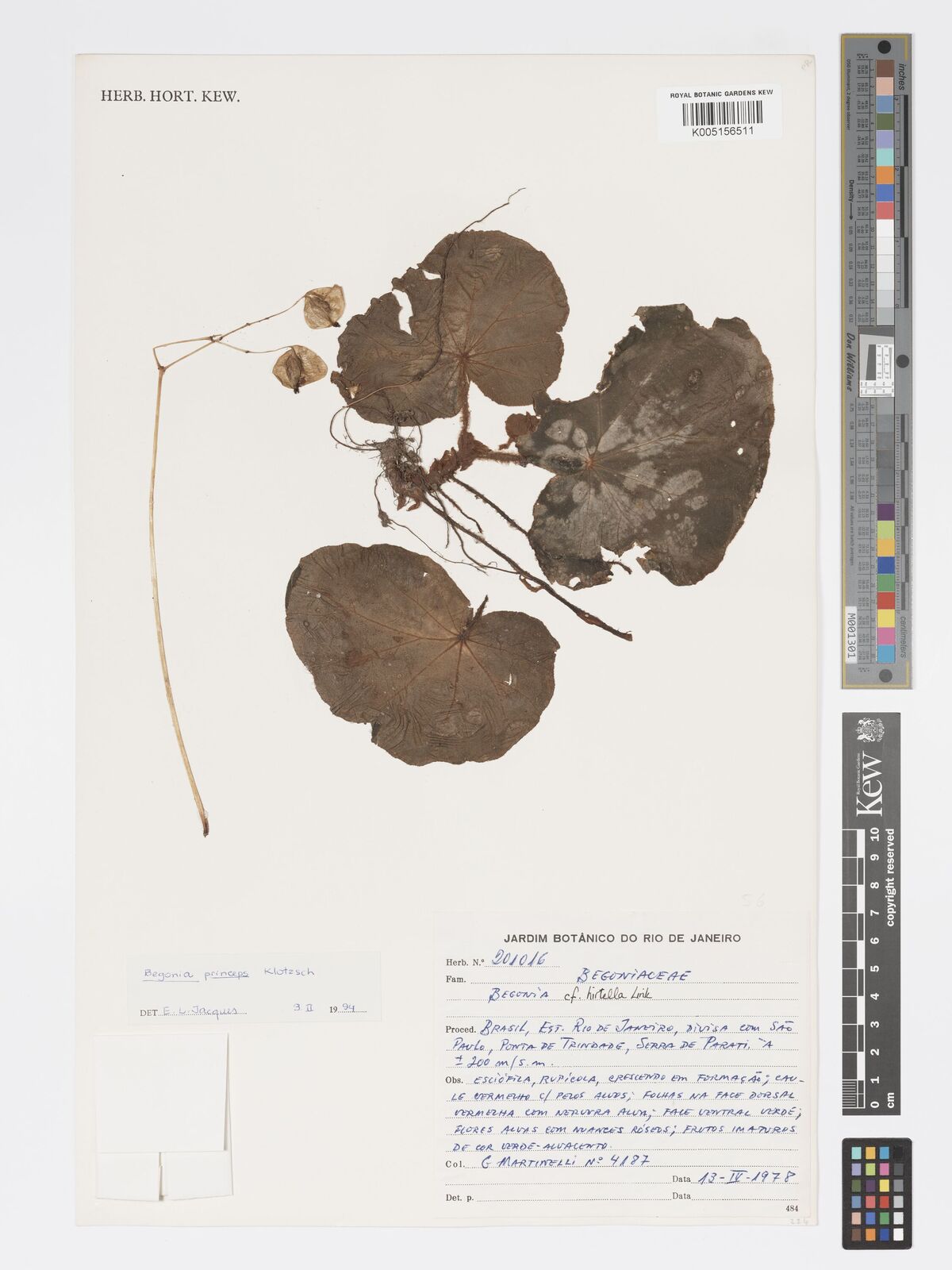Begonia princeps Bosse | Plants of the World Online | Kew Science