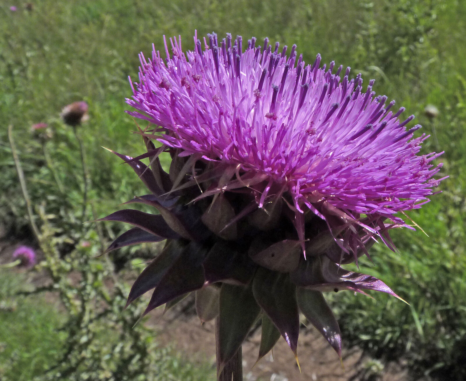 Carduus nutans subsp. nutans | Plants of the World Online | Kew Science