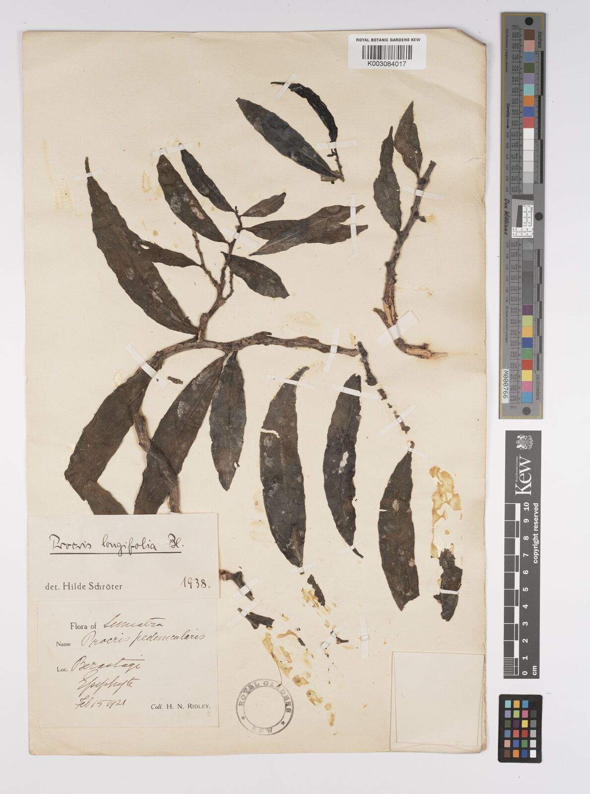 Procris pedunculata var. pedunculata | Plants of the World Online | Kew ...