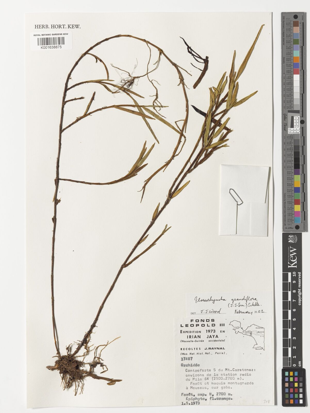 Glomera grandiflora J.J.Sm. | Plants of the World Online | Kew Science