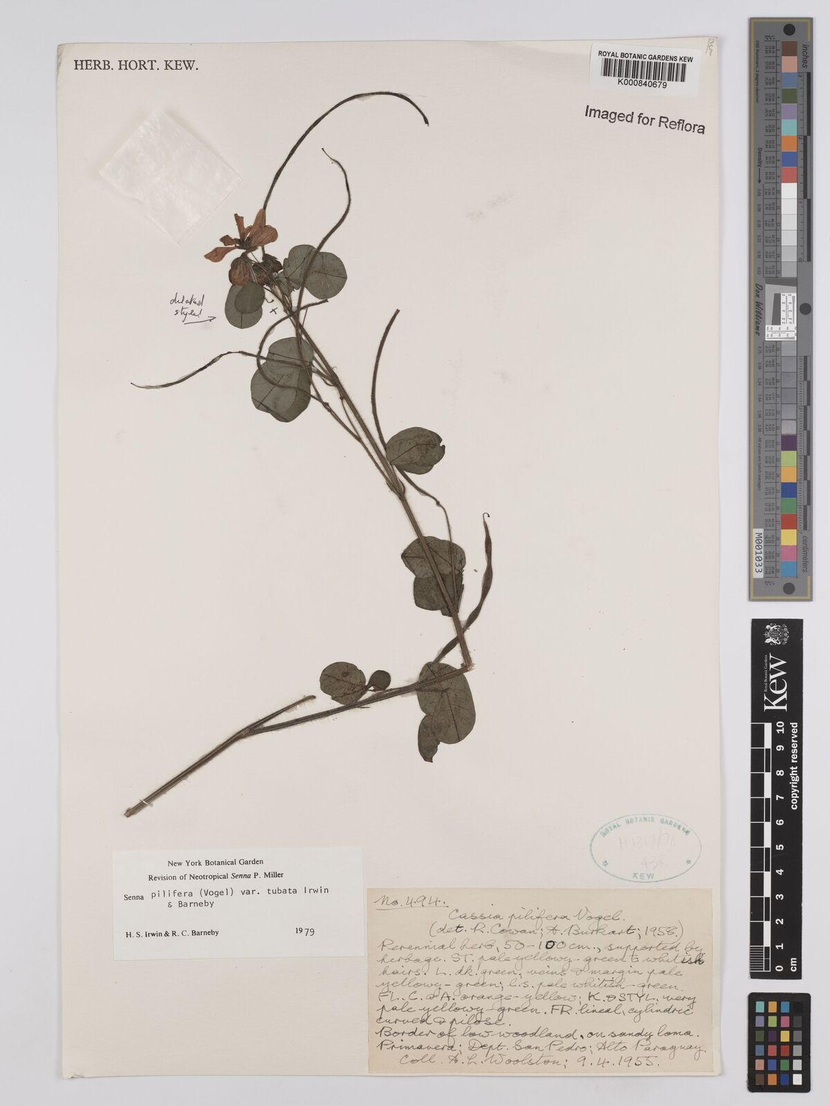 Senna pilifera var. tubata H.S.Irwin & Barneby | Plants of the World ...