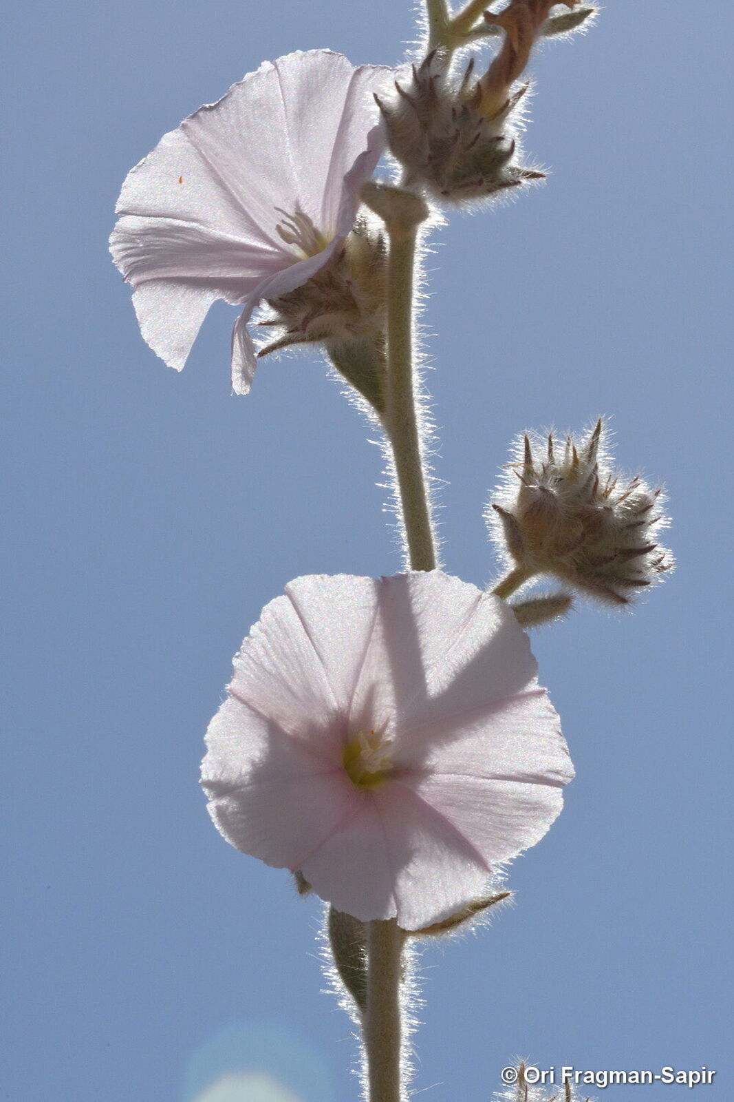 Convolvulus spicatus Peter ex Hallier f. | Plants of the World Online ...