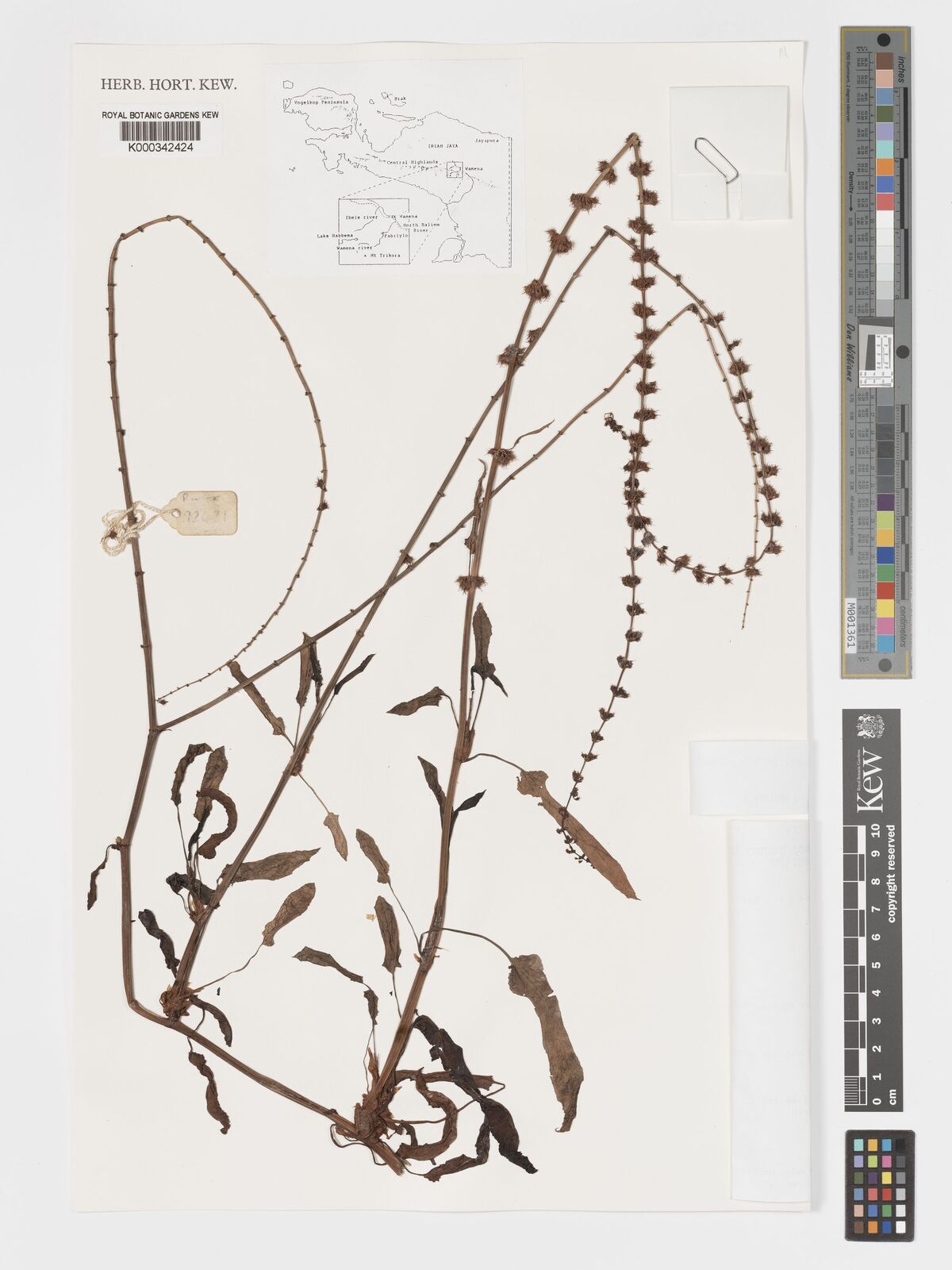 Rumex brownii Campd. | Plants of the World Online | Kew Science