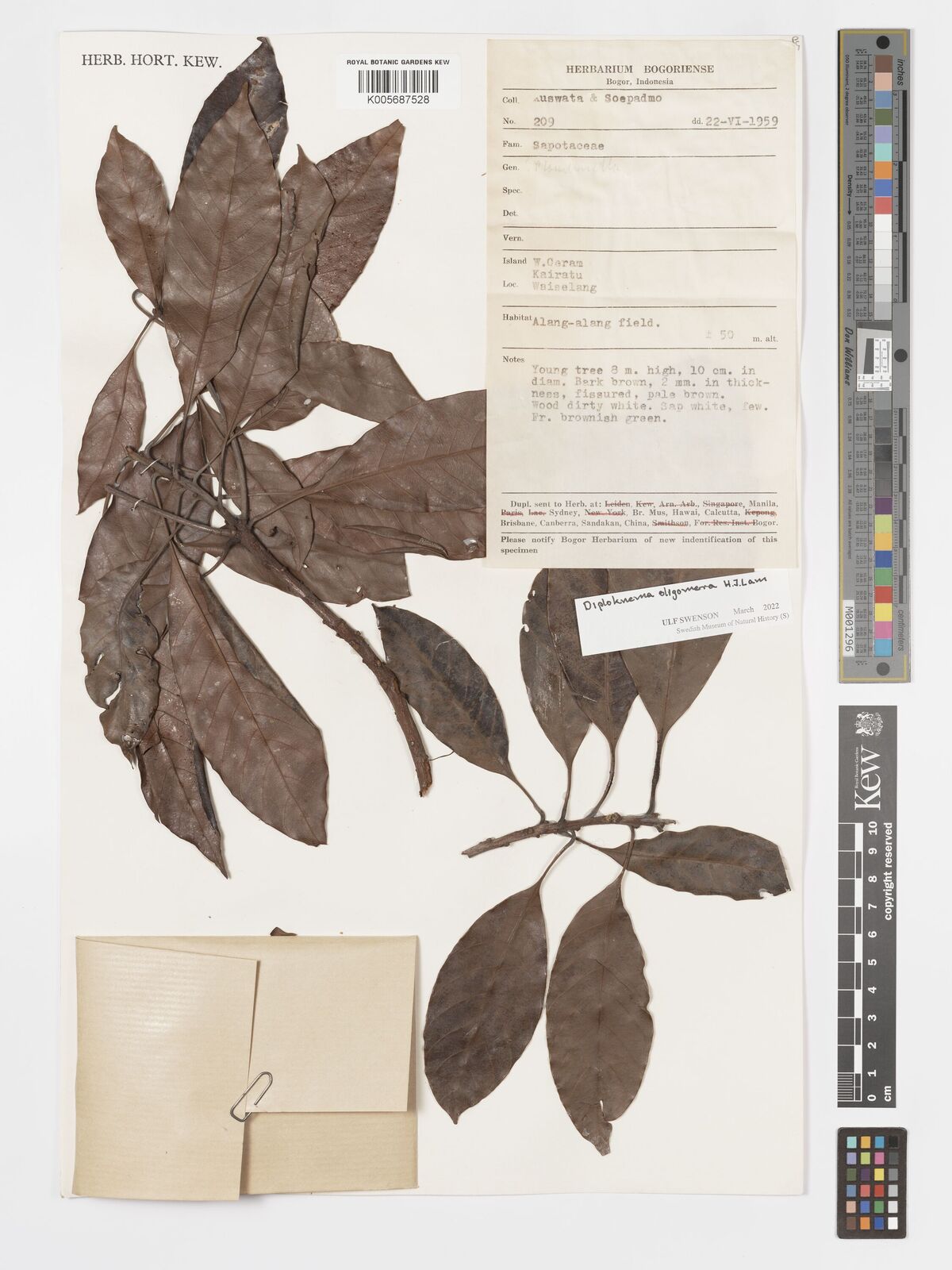 Diploknema oligomera H.J.Lam | Plants of the World Online | Kew Science