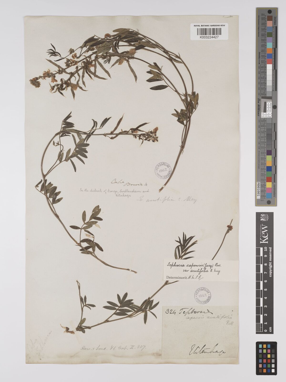 Tephrosia capensis var. acutifolia E.Mey. | Plants of the World Online ...