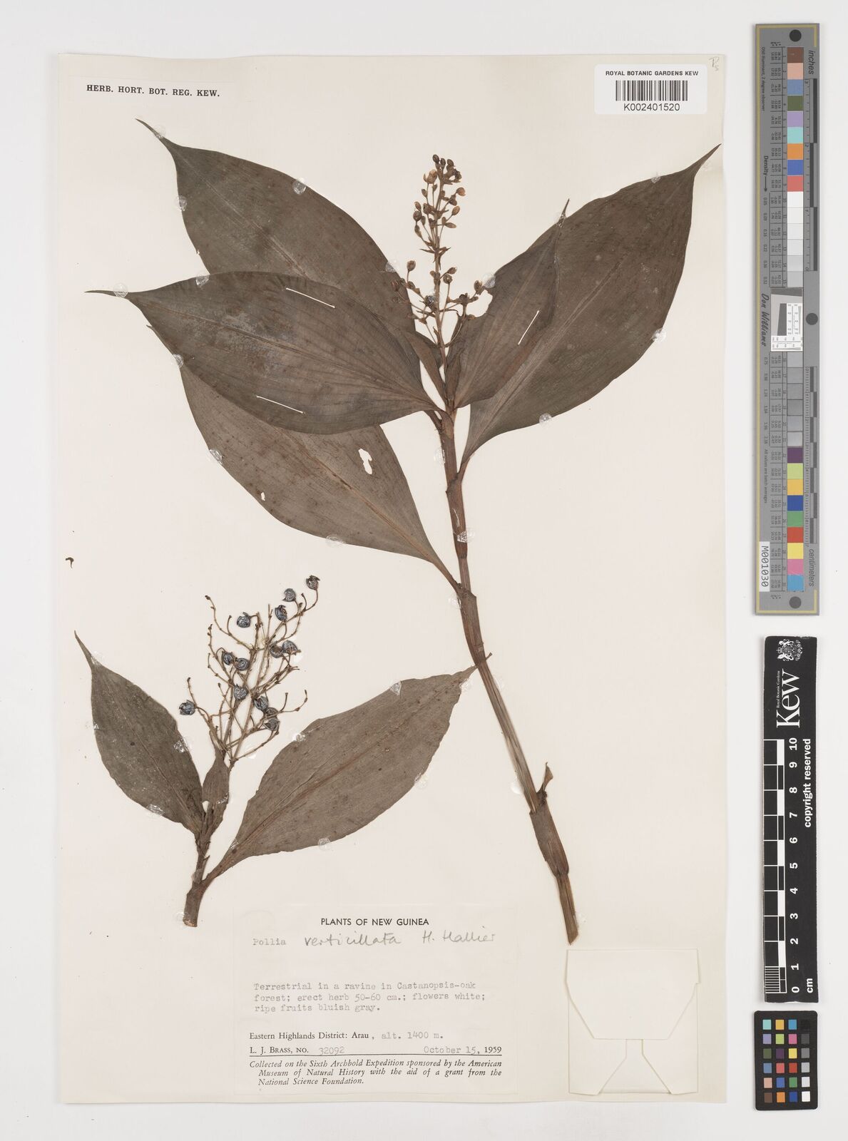 Pollia verticillata Hallier f. | Plants of the World Online | Kew Science