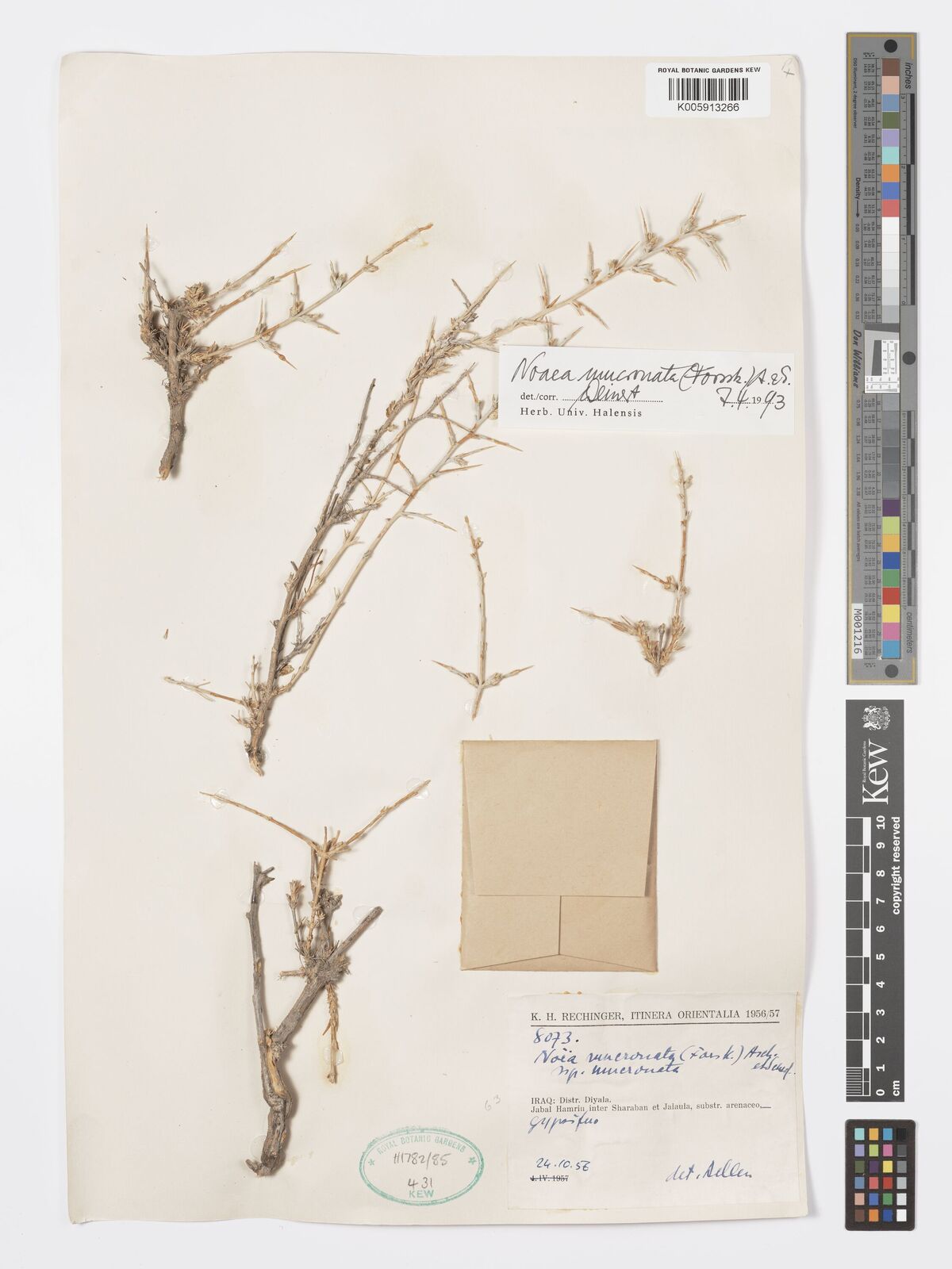 Noaea mucronata (Forssk.) Asch. & Schweinf. | Plants of the World ...