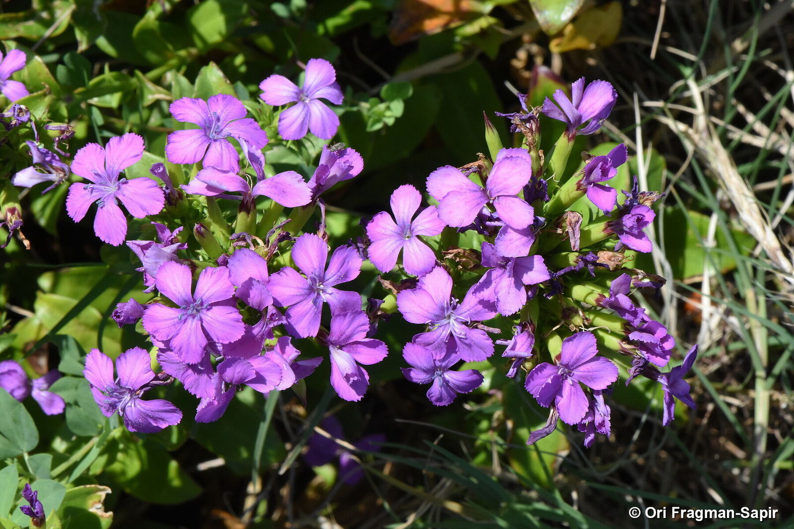 Dianthus japonicus Thunb. | Plants of the World Online | Kew Science